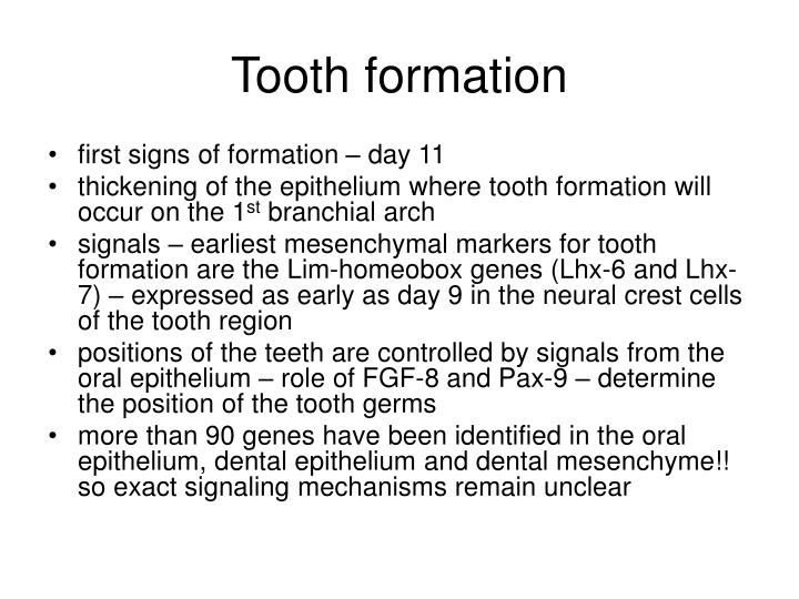 PPT - Tooth Development (Odontogenesis) PowerPoint Presentation - ID ...