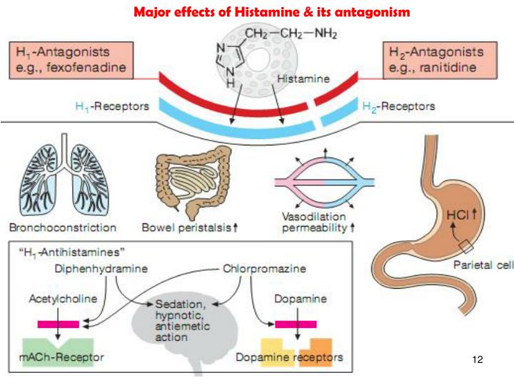 PPT - Advanced Pharmacology-I (PHR5001) Lecture 10: Anti-Allergy Drugs ...
