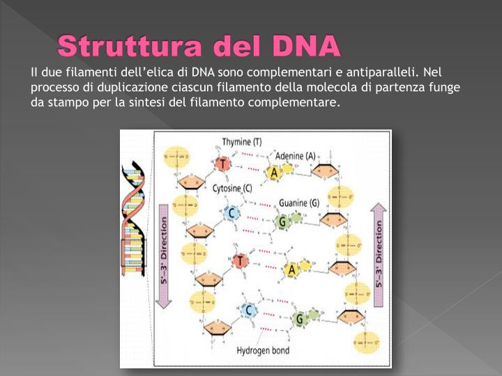 PPT - La duplicazione del DNA PowerPoint Presentation - ID:4890557