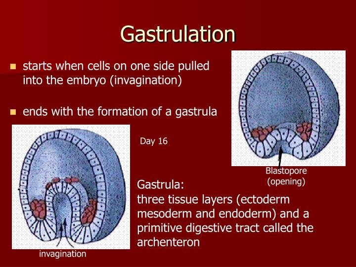 PPT - Development PowerPoint Presentation - ID:4893384
