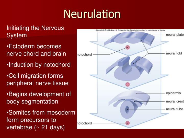 PPT - Development PowerPoint Presentation - ID:4893384