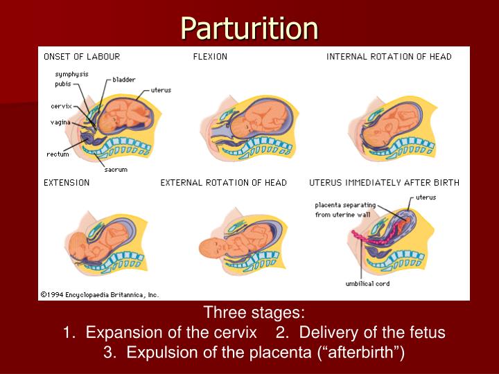 PPT - Development PowerPoint Presentation - ID:4893384