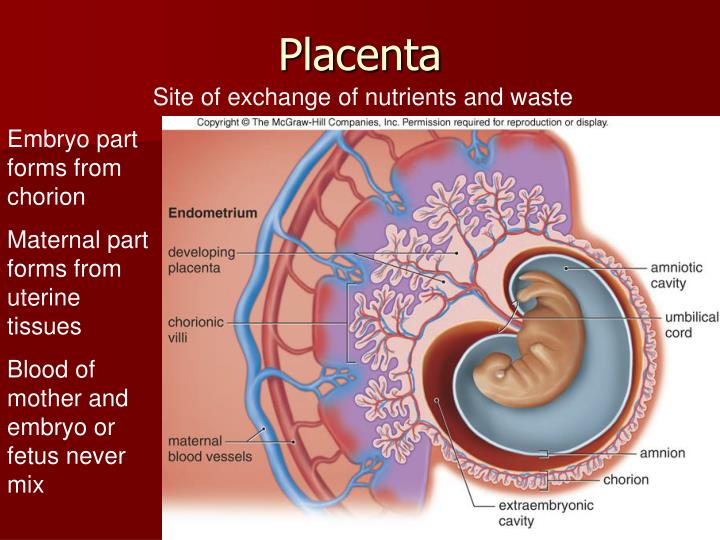 PPT - Development PowerPoint Presentation - ID:4893384