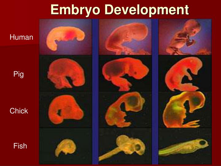 PPT - Development PowerPoint Presentation - ID:4893384