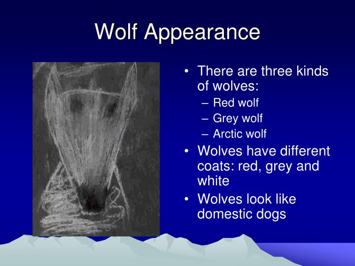 PPT - All About the Arctic PowerPoint Presentation - ID:4895076