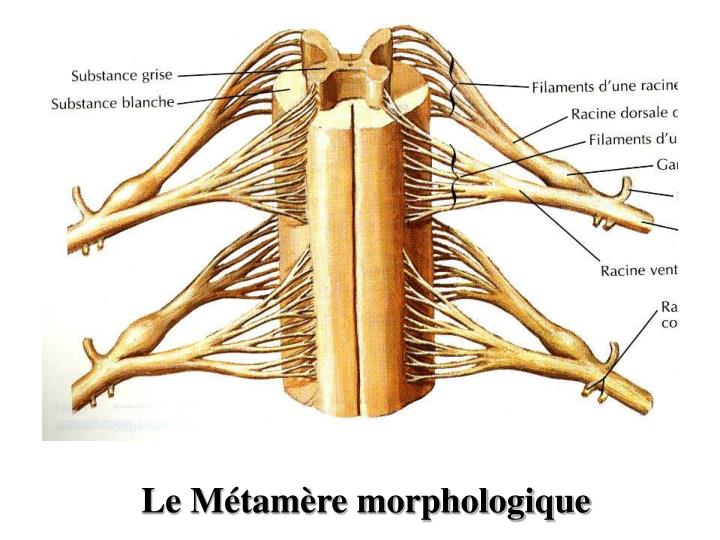 PPT - La Colonne Vertébrale Dr Palombi PowerPoint Presentation - ID:4895574