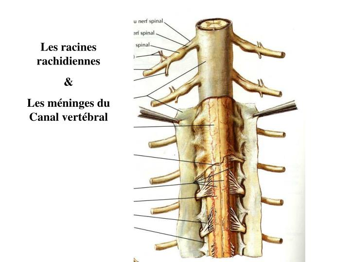 PPT - La Colonne Vertébrale Dr Palombi PowerPoint Presentation - ID:4895574