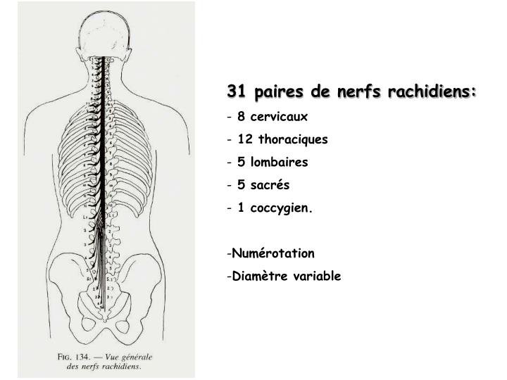 PPT - La Colonne Vertébrale Dr Palombi PowerPoint Presentation - ID:4895574