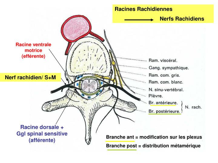 PPT - La Colonne Vertébrale Dr Palombi PowerPoint Presentation - ID:4895574
