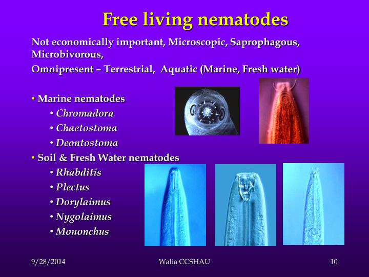 PPT - The World of Nematodes PowerPoint Presentation - ID:4895993