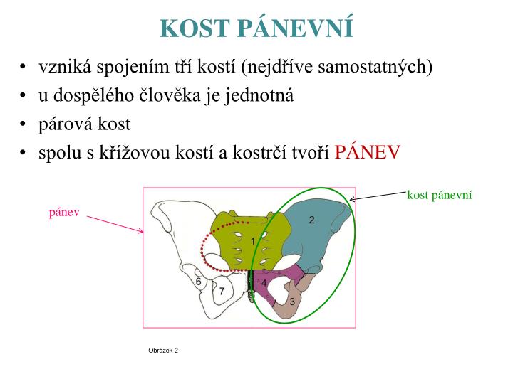 PPT - Digitální učební materiál PowerPoint Presentation - ID:4899635