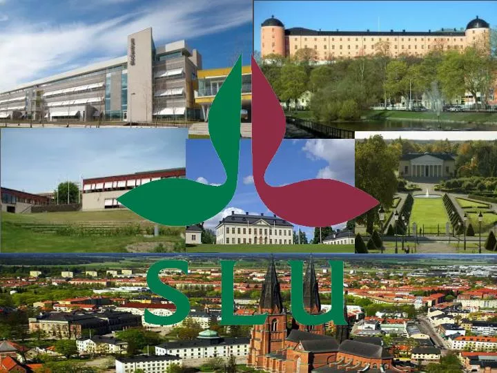 PPT - ¿Dónde está la SLU? PowerPoint Presentation, free download - ID ...