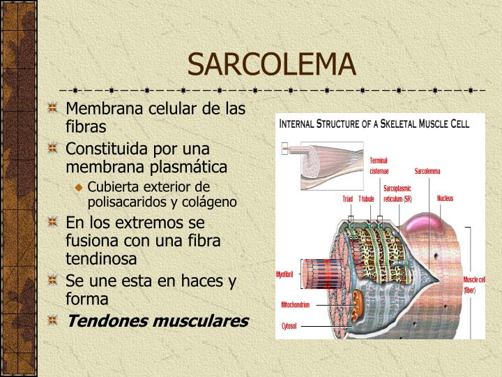 PPT - MUSCULO ESQUELÉTICO I PowerPoint Presentation - ID:4901451