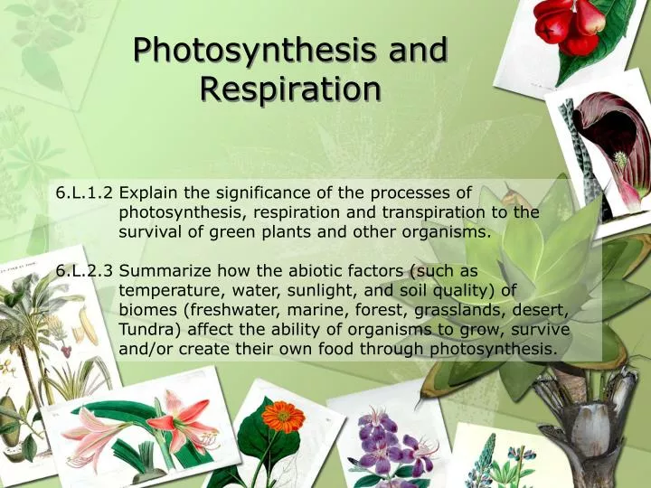PPT - Photosynthesis and Respiration PowerPoint Presentation, free ...