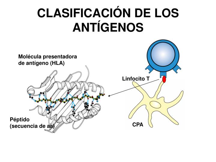 PPT - Reconocimiento de antígenos PowerPoint Presentation - ID:4903378