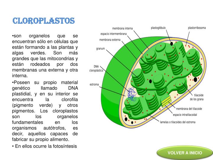 PPT - LA CELULA PowerPoint Presentation - ID:4904437