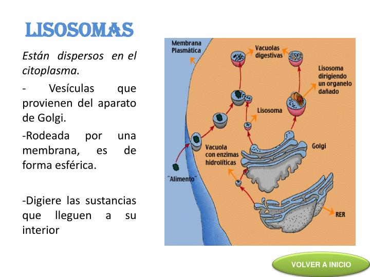 PPT - LA CELULA PowerPoint Presentation - ID:4904437