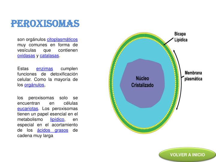 PPT - LA CELULA PowerPoint Presentation - ID:4904437