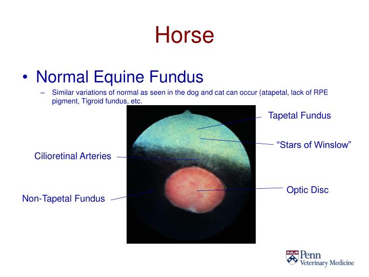 PPT - Normal Fundus and Variations in the Dog, Cat and Horse PowerPoint ...