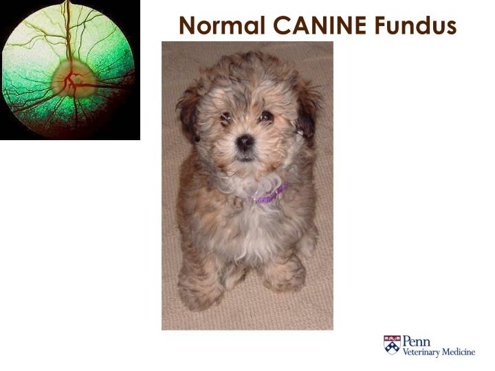 PPT - Normal Fundus and Variations in the Dog, Cat and Horse PowerPoint ...
