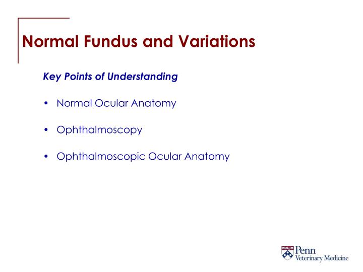 PPT - Normal Fundus and Variations in the Dog, Cat and Horse PowerPoint ...
