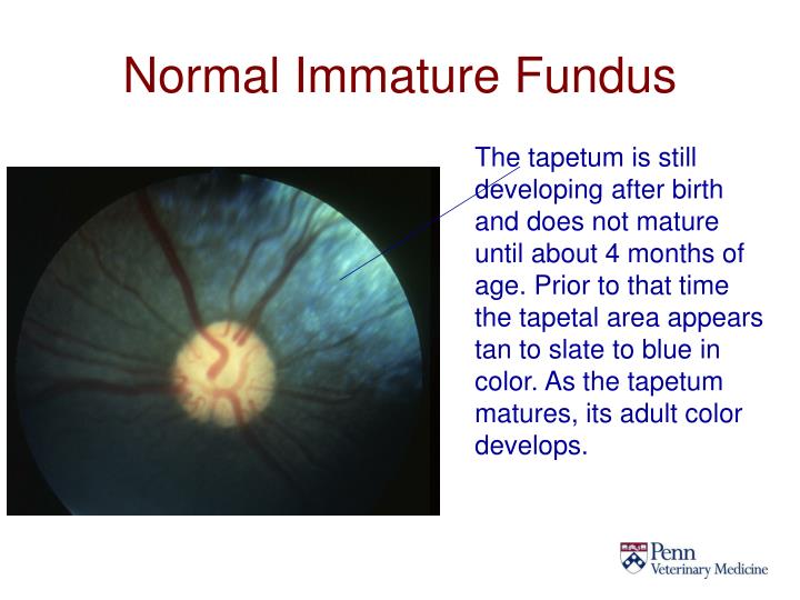 PPT - Normal Fundus and Variations in the Dog, Cat and Horse PowerPoint ...