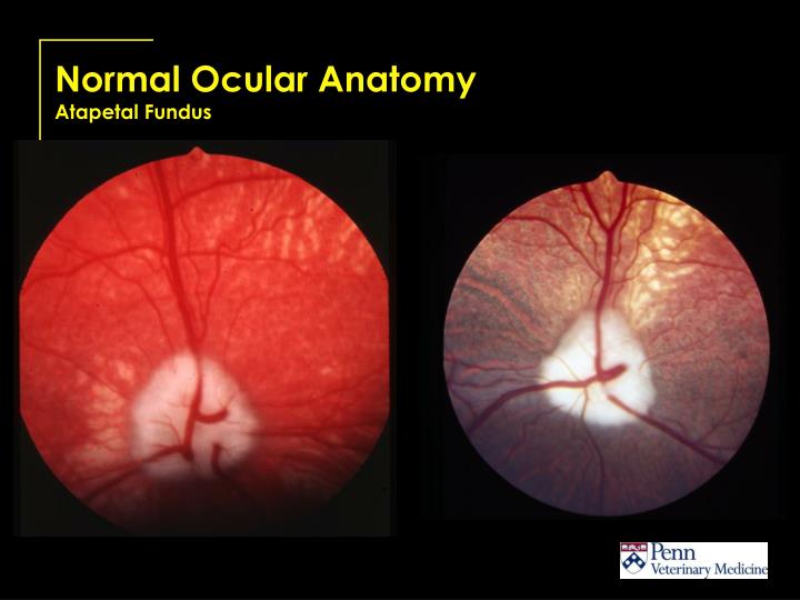 PPT - Normal Fundus and Variations in the Dog, Cat and Horse PowerPoint ...