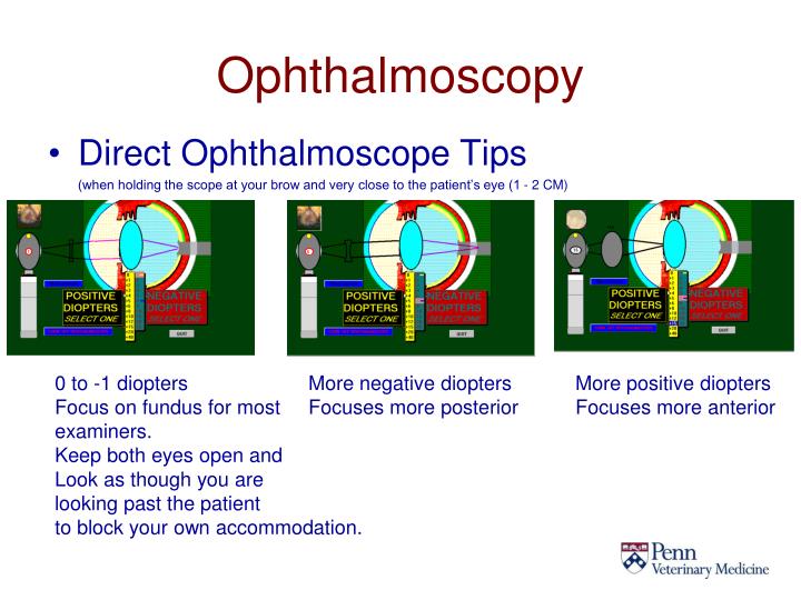 PPT - Normal Fundus and Variations in the Dog, Cat and Horse PowerPoint ...