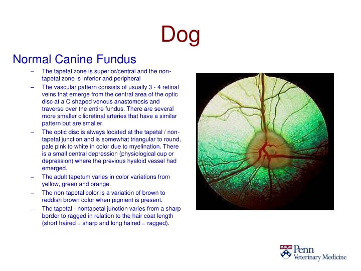 PPT - Normal Fundus and Variations in the Dog, Cat and Horse PowerPoint ...