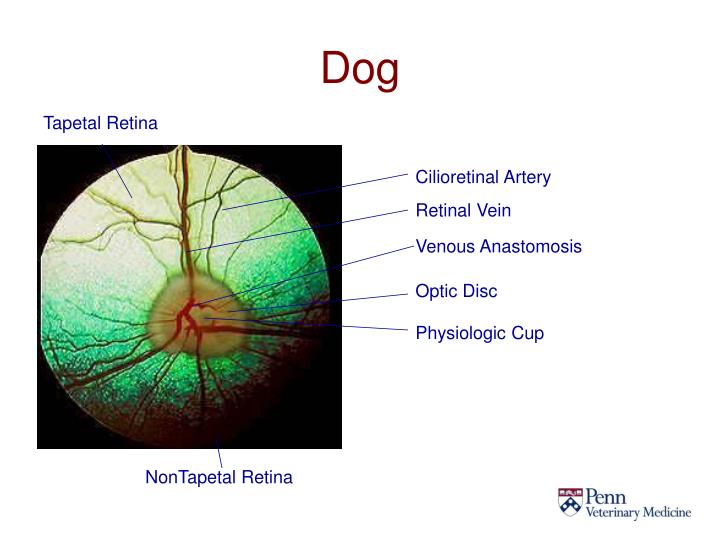 PPT - Normal Fundus and Variations in the Dog, Cat and Horse PowerPoint ...