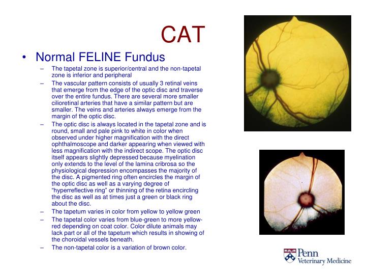 PPT - Normal Fundus and Variations in the Dog, Cat and Horse PowerPoint ...
