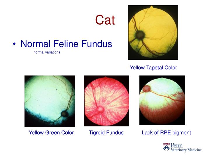 PPT - Normal Fundus and Variations in the Dog, Cat and Horse PowerPoint ...