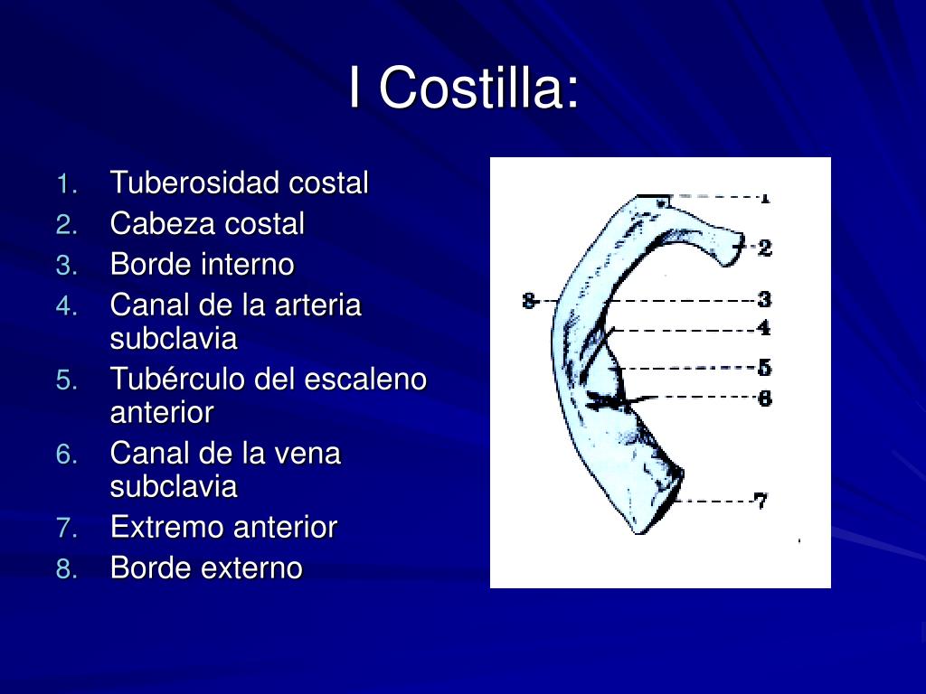 PPT - TEMA N° 12 PAREDES TORÁCICAS Ósea MEDIASTINO GLÁNDULA MAMARIA ...