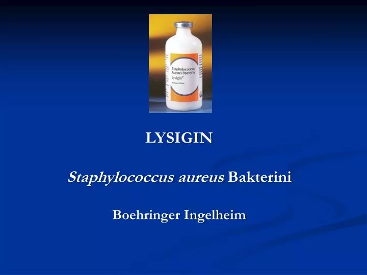 PPT - LYSIGIN Staphylococcus aureus Bakterini Boehringer Ingelheim ...