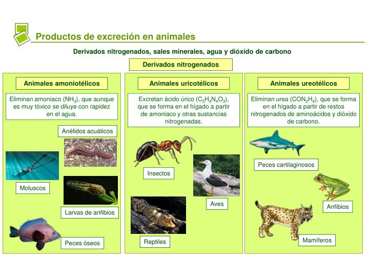 PPT - LA EXCRECIÓN EN ANIMALES PowerPoint Presentation - ID:4907219