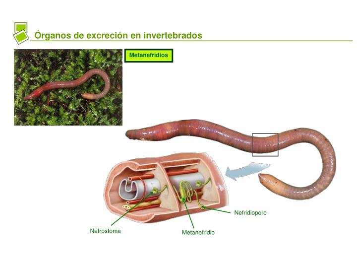 PPT - LA EXCRECIÓN EN ANIMALES PowerPoint Presentation - ID:4907219
