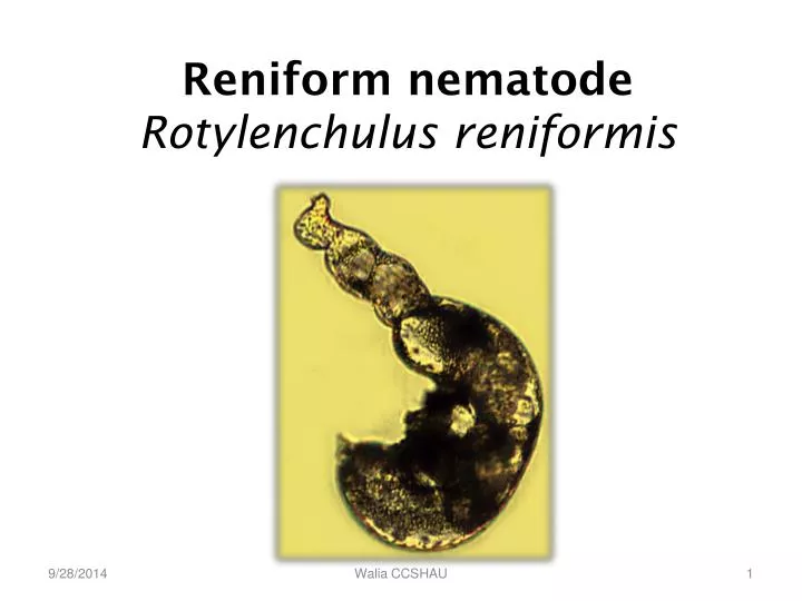 PPT - Reniform nematode Rotylenchulus reniformis PowerPoint ...