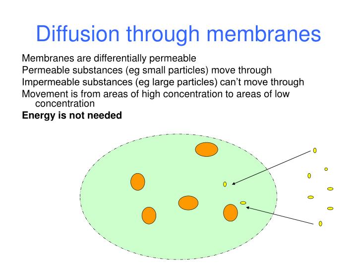 PPT - Regulation of body fluids PowerPoint Presentation - ID:4908161