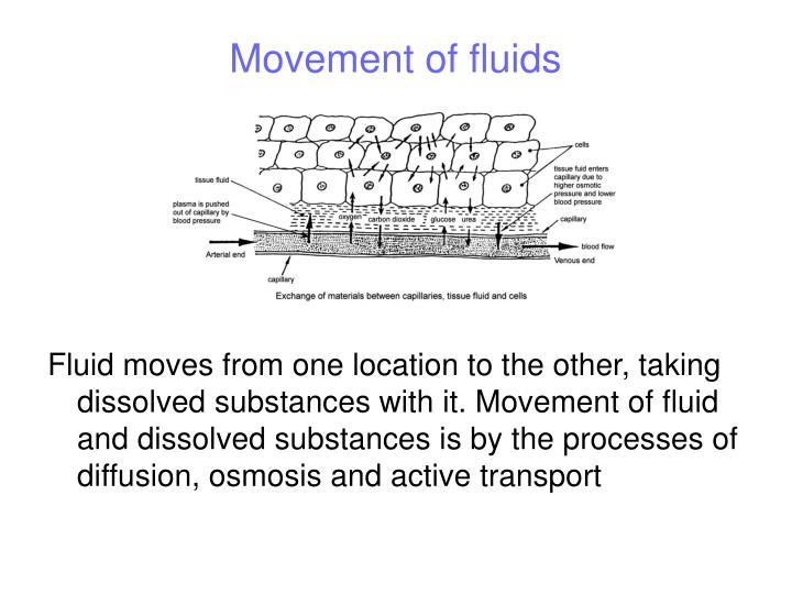 PPT - Regulation of body fluids PowerPoint Presentation - ID:4908161