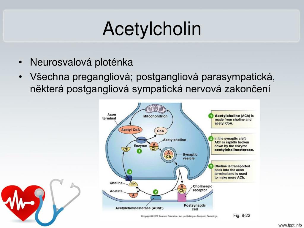 PPT - Neurotransmitery ANS a jejich receptory. Vztah ANS k cirkulaci ...