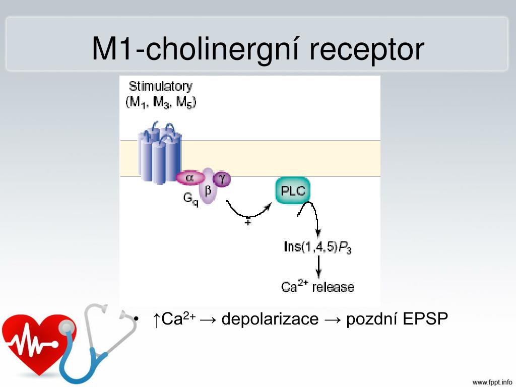 PPT - Neurotransmitery ANS a jejich receptory. Vztah ANS k cirkulaci ...