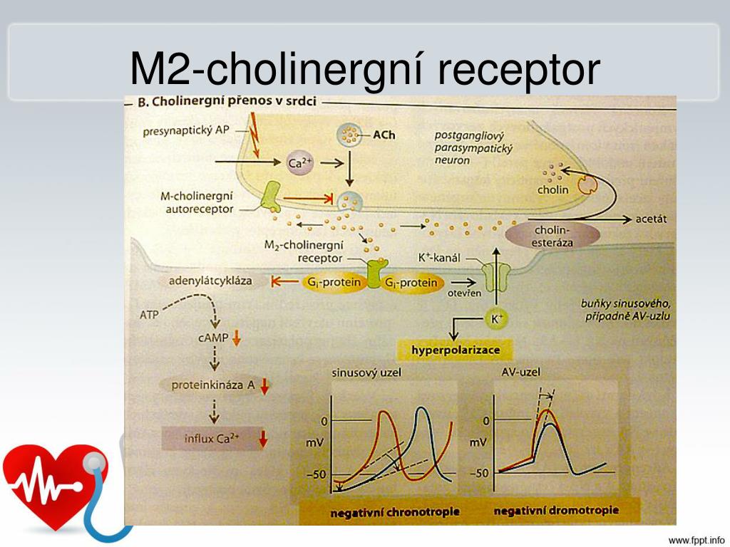 PPT - Neurotransmitery ANS a jejich receptory. Vztah ANS k cirkulaci ...