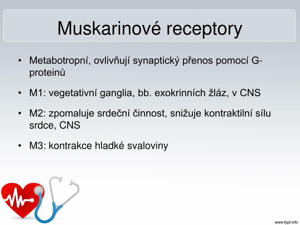 PPT - Neurotransmitery ANS a jejich receptory. Vztah ANS k cirkulaci ...
