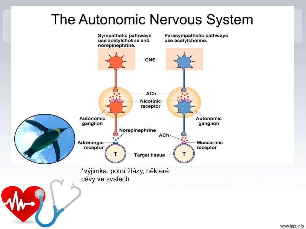 PPT - Neurotransmitery ANS a jejich receptory. Vztah ANS k cirkulaci ...