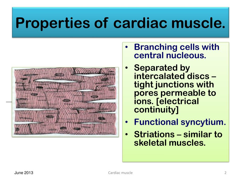 Ppt Cardiac Muscle Powerpoint Presentation Free Download Id 4908428