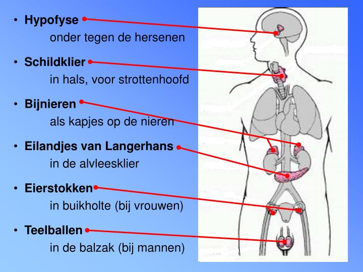 PPT - Het hormoonstelsel PowerPoint Presentation - ID:4910177