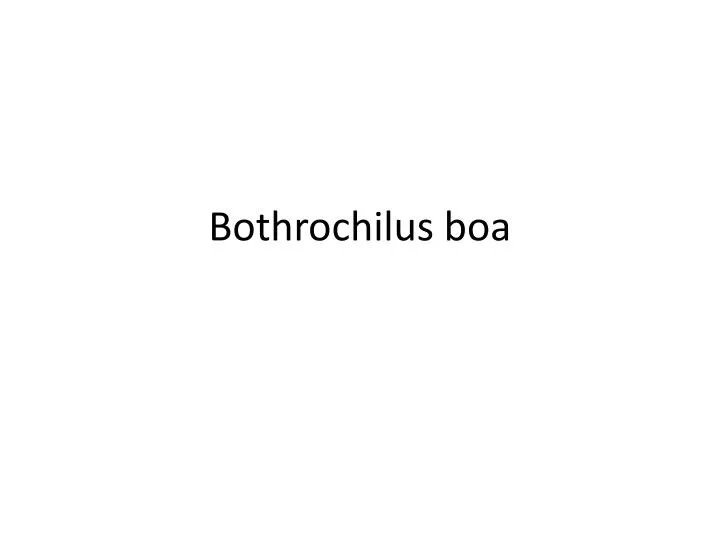 PPT - Bothrochilus boa PowerPoint Presentation, free download - ID:4910209