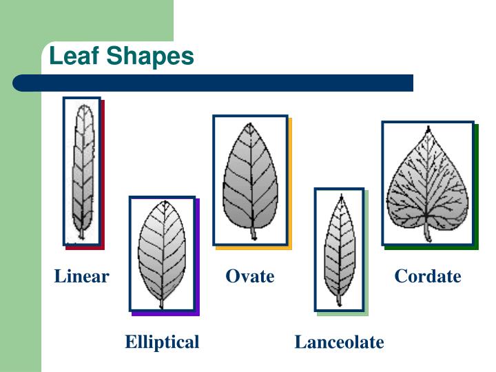 PPT - Botany for Master Gardeners PowerPoint Presentation - ID:4910535