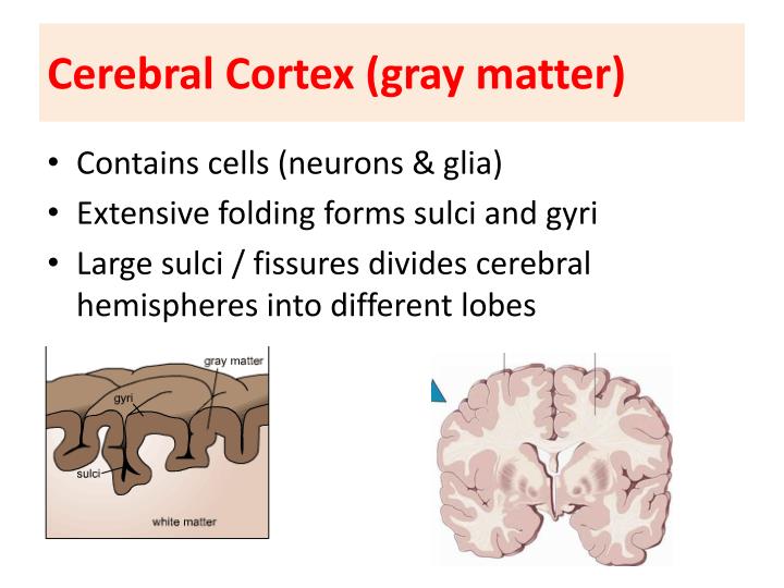 PPT - Parts of the Brain PowerPoint Presentation - ID:4911842