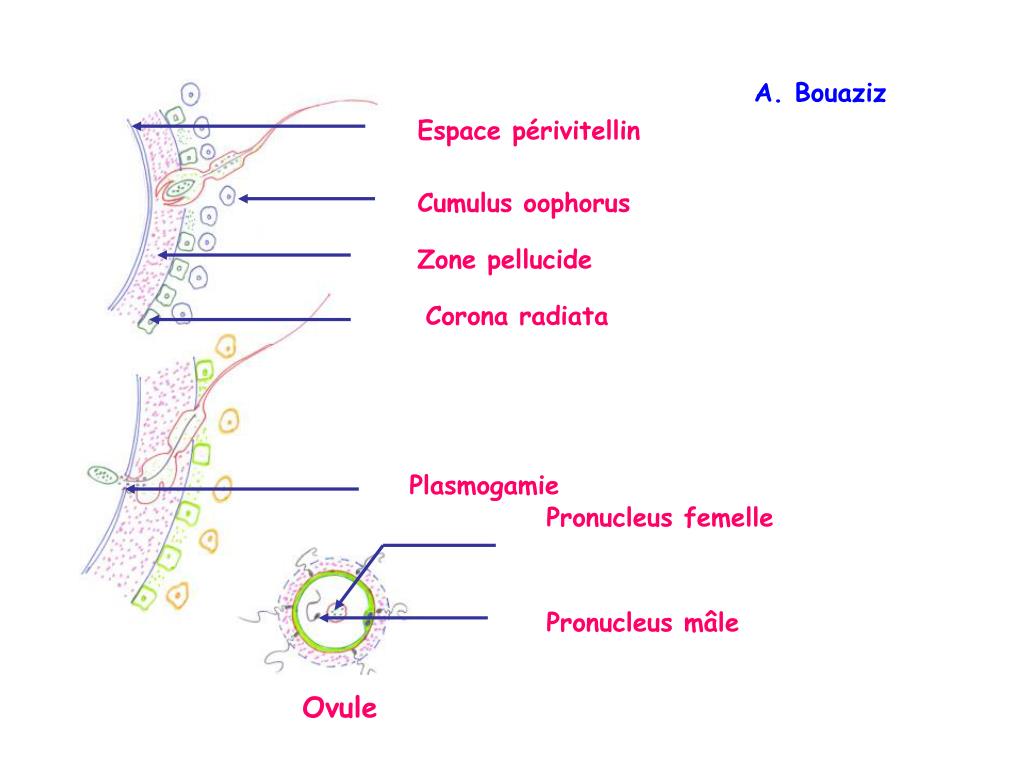 PPT - Première semaine du développement embryonnaire PowerPoint ...